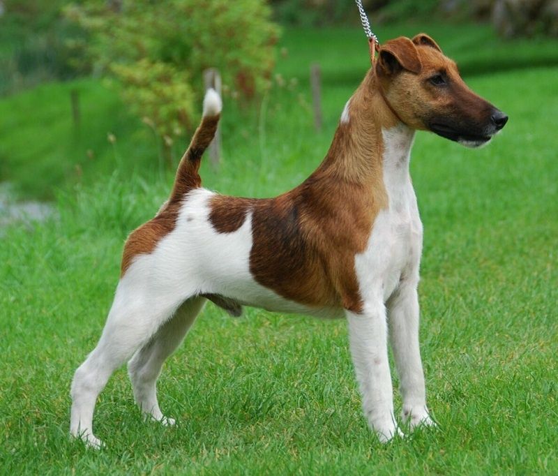 Fox Terrier Poil Lisse Vendre